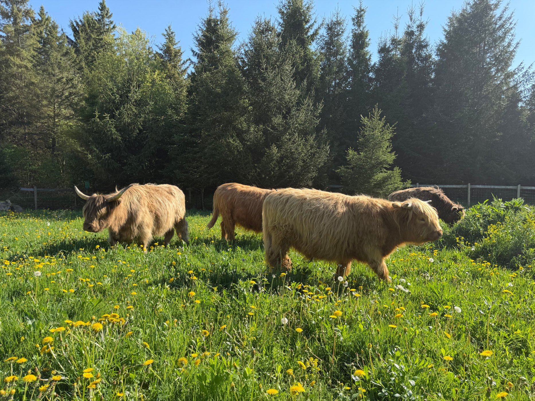 Our Animals in Erin, Ontario | Erin Hill Acres